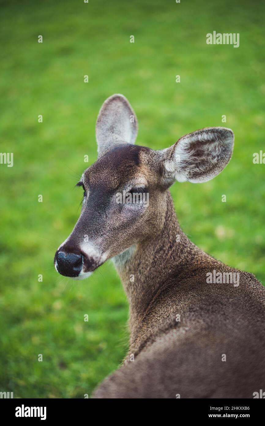 Deer in a family farm of an ecological park Stock Photo - Alamy
