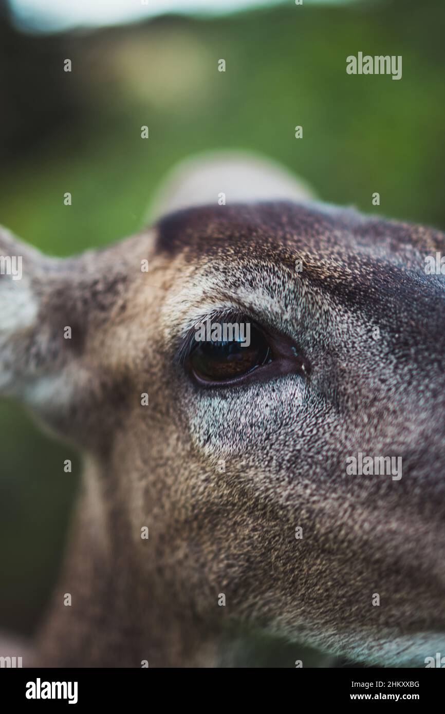 Deer in a family farm of an ecological park Stock Photo - Alamy