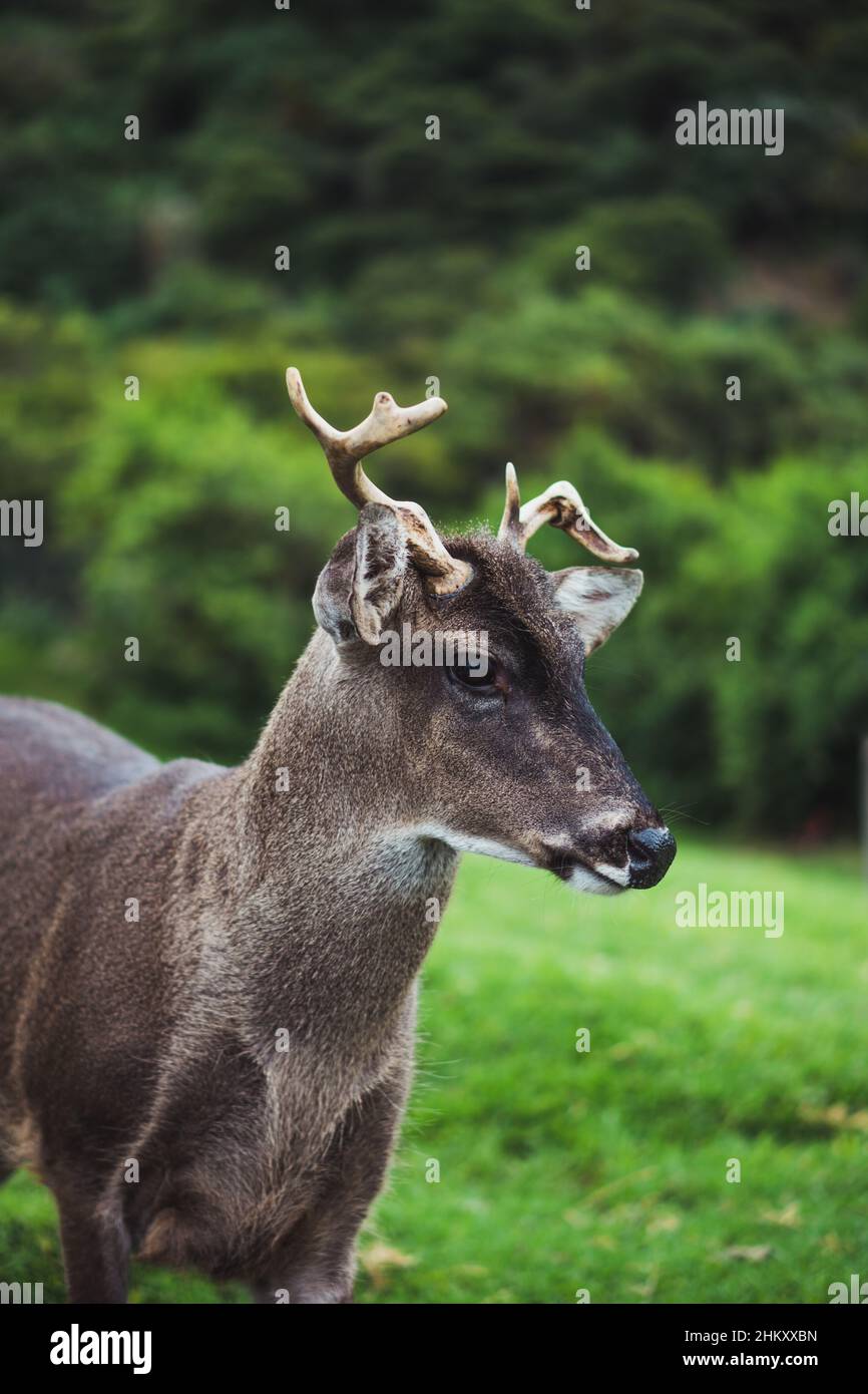 Deer in a family farm of an ecological park Stock Photo - Alamy