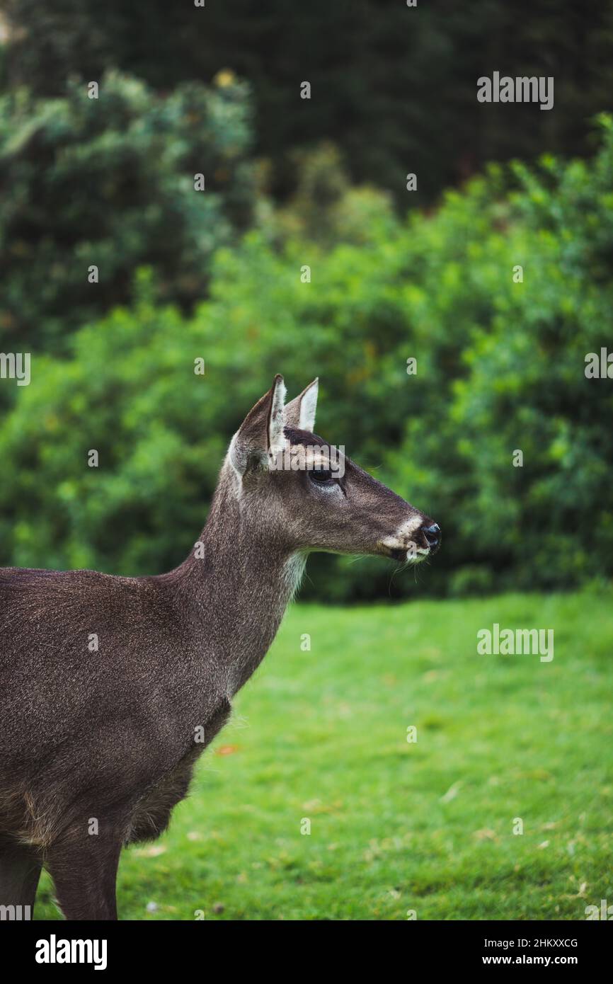 Deer in a family farm of an ecological park Stock Photo - Alamy