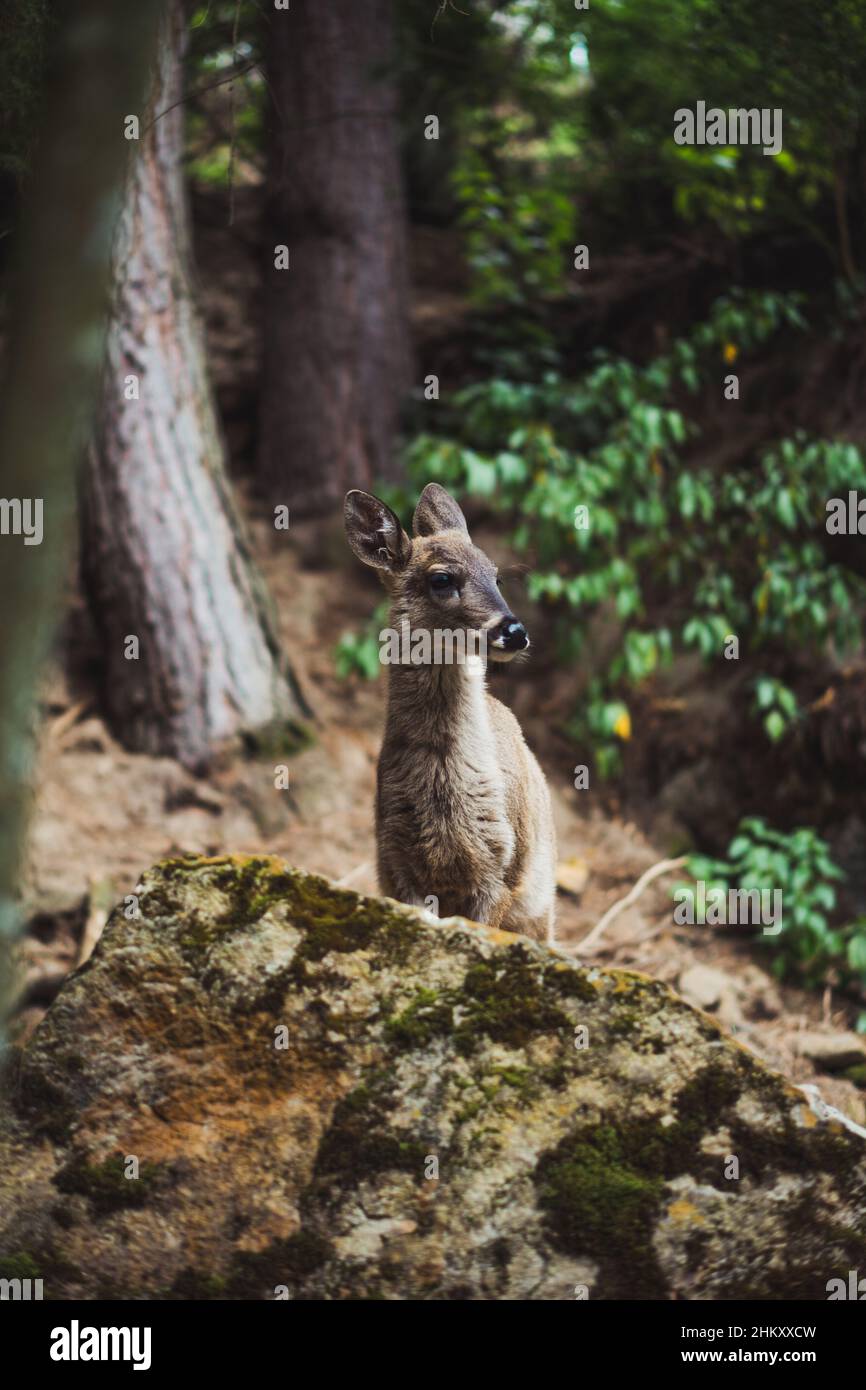 Deer in a family farm of an ecological park Stock Photo - Alamy