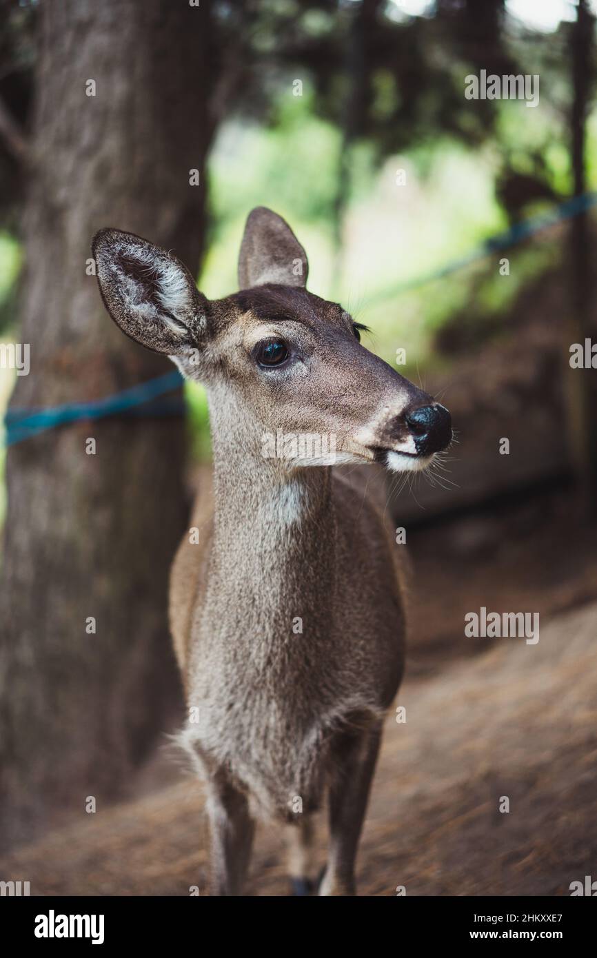 Deer in a family farm of an ecological park Stock Photo - Alamy