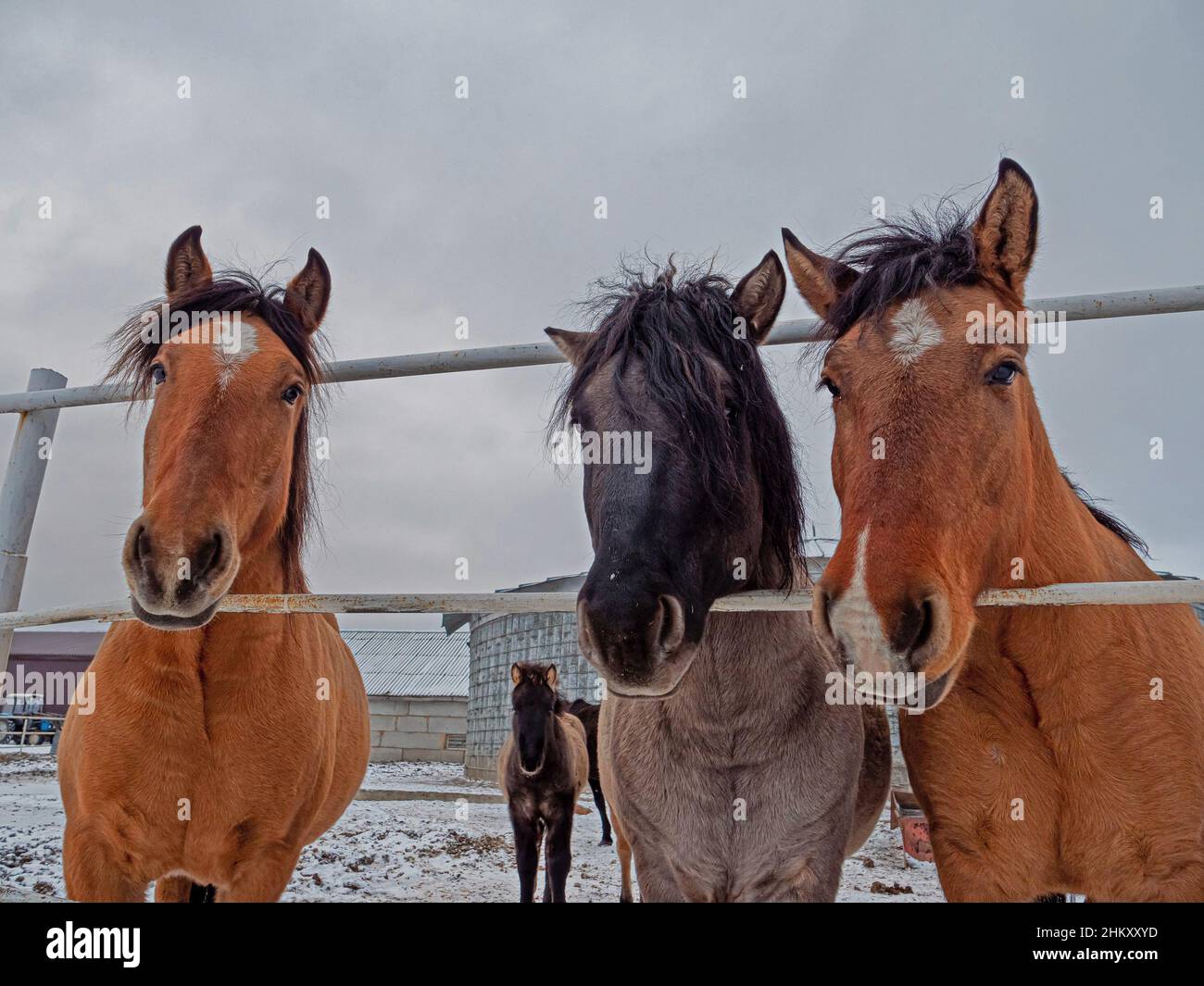 Three horses together hi-res stock photography and images - Alamy