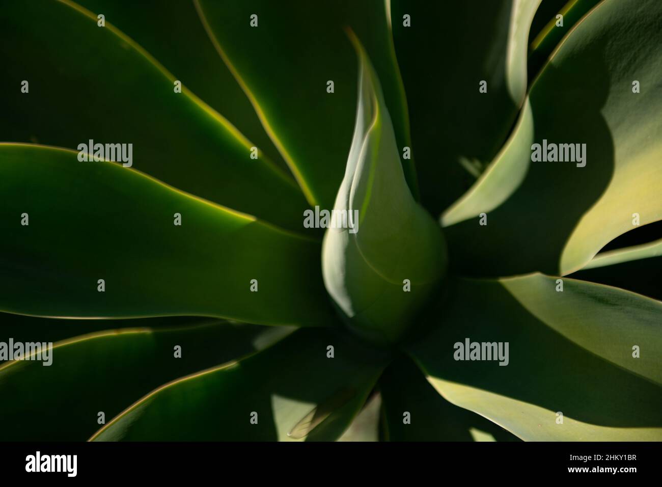 Agave cactus. Cactus backdround, cacti design or cactaceae pattern ...