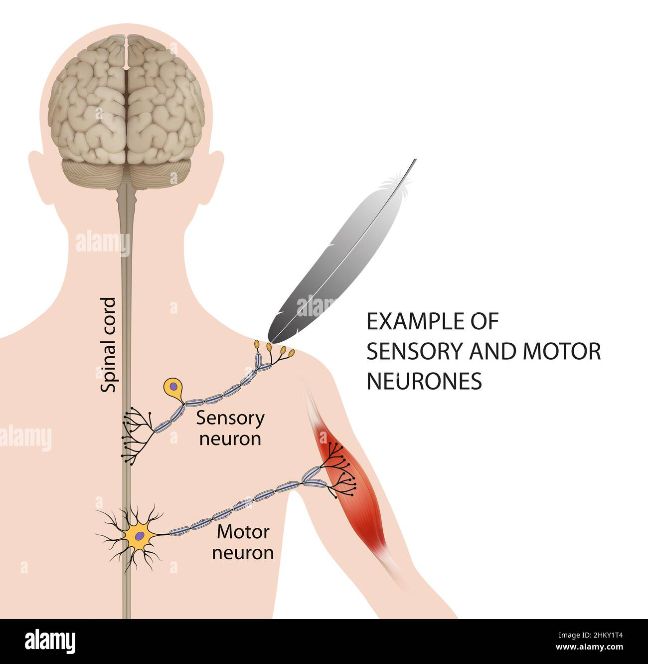 Sensory Neurons High Resolution Stock Photography and Images - Alamy