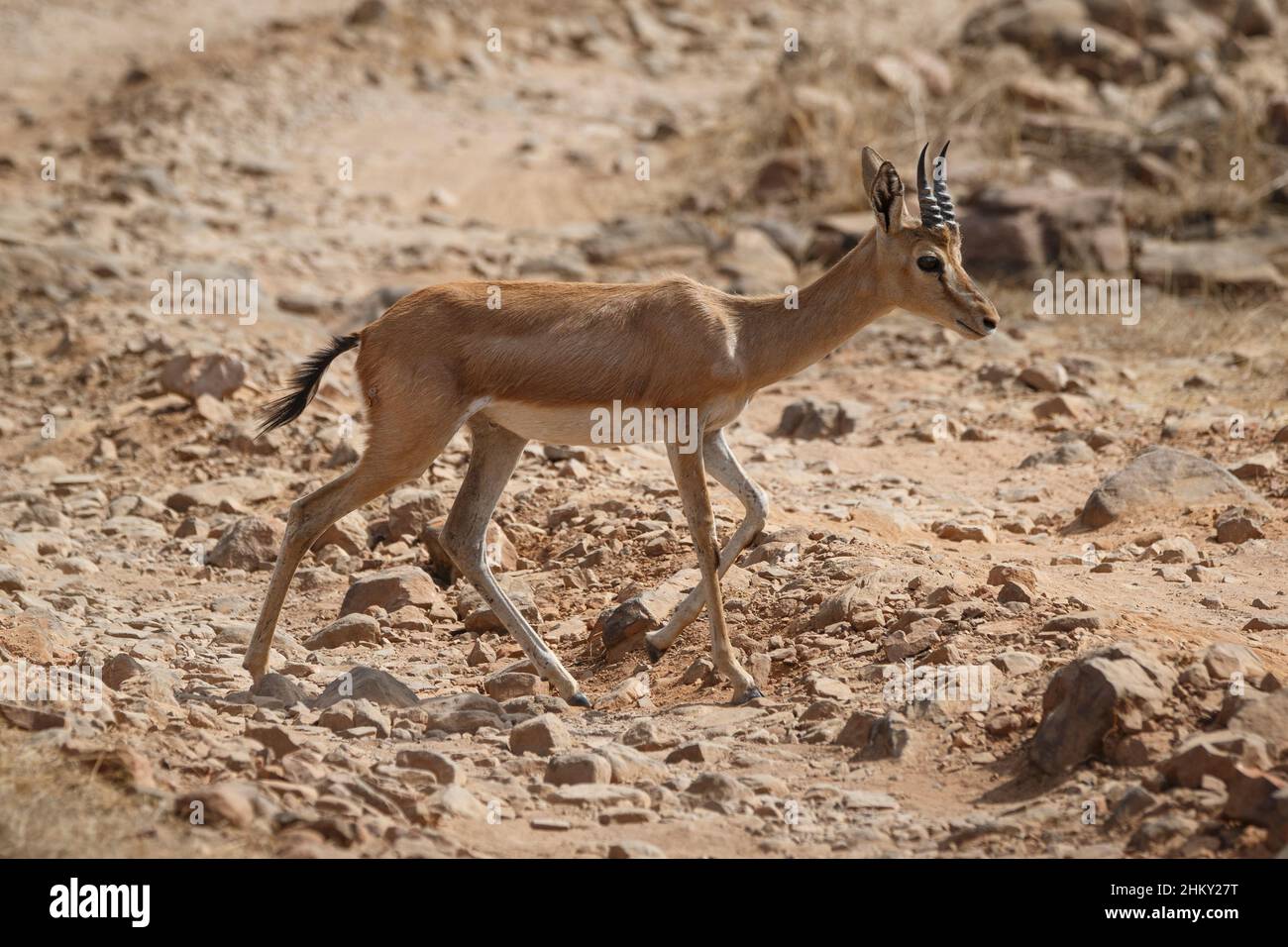 Garcious hi-res stock photography and images - Alamy