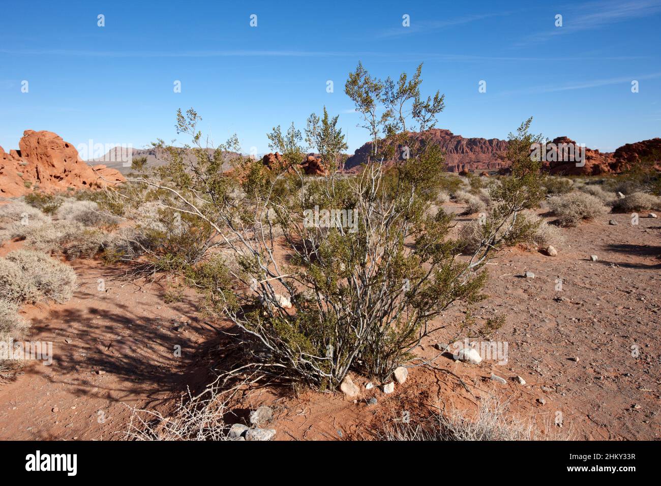 creosote bushes growing in the valley of fire state park nevada usa ...