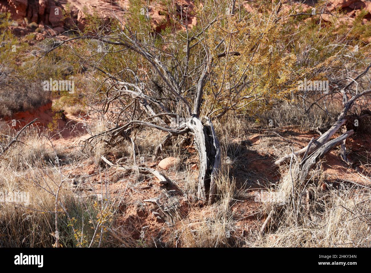 Dead bush in desert hi-res stock photography and images - Alamy