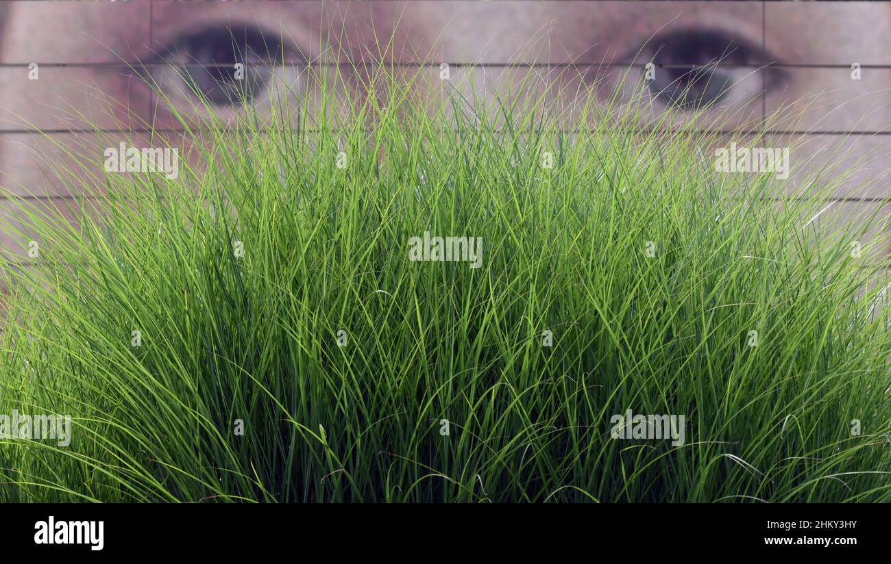 Chinaschilf, Miscanthus Sinensis, ist eine dekorative Schilfart die ...