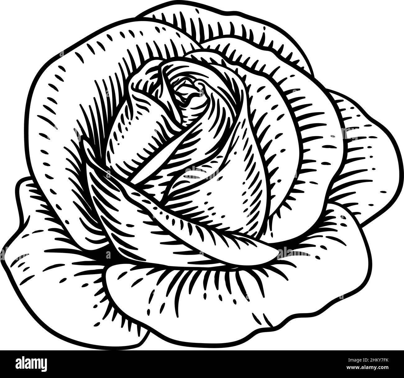 Old cut roses Stock Vector Images - Alamy