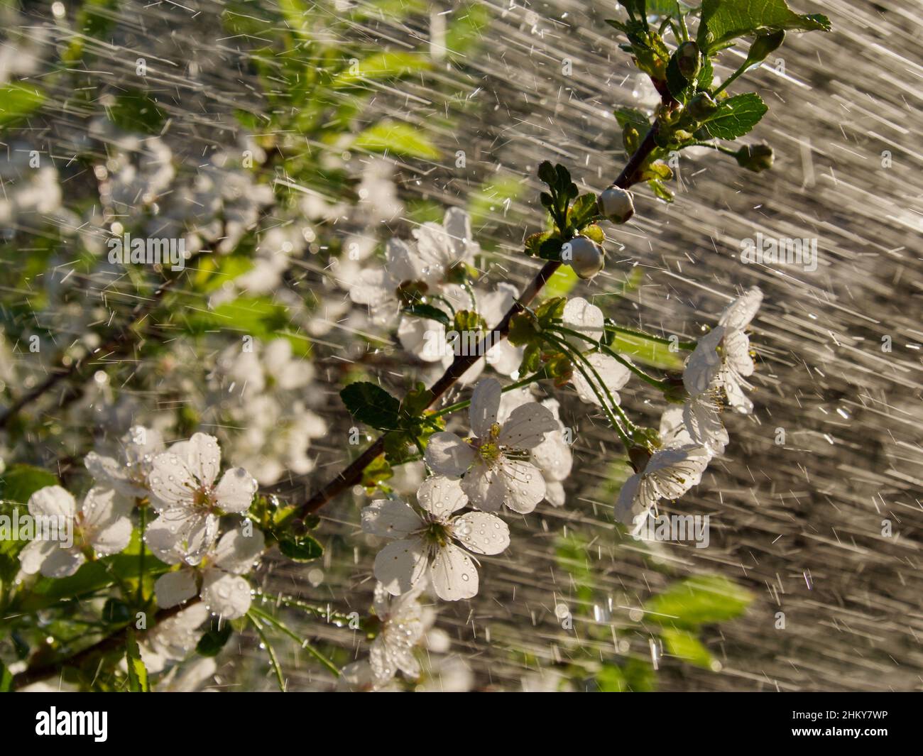 Blossoms with raindrop hi-res stock photography and images - Alamy