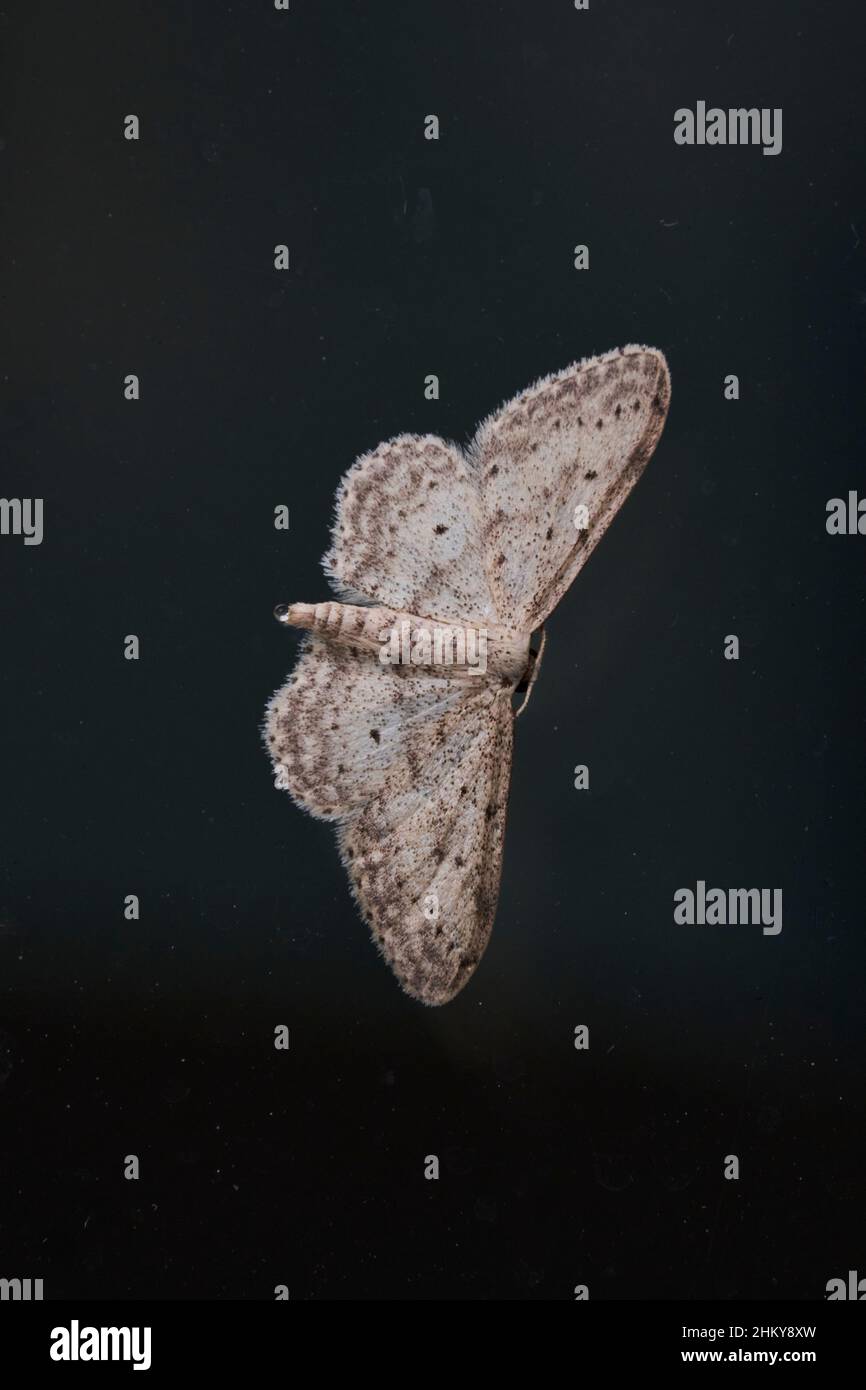 white moth with wide spread wings on a glass window Stock Photo - Alamy