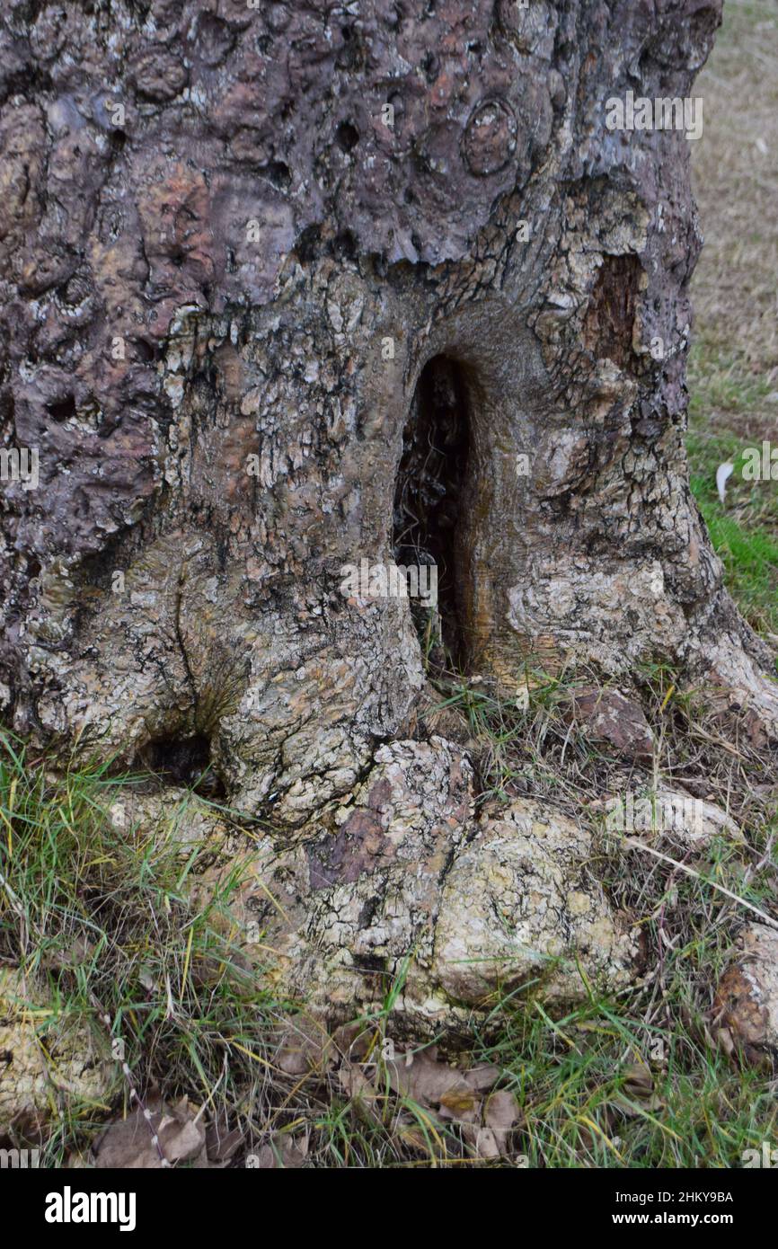 cave in a tree Stock Photo - Alamy