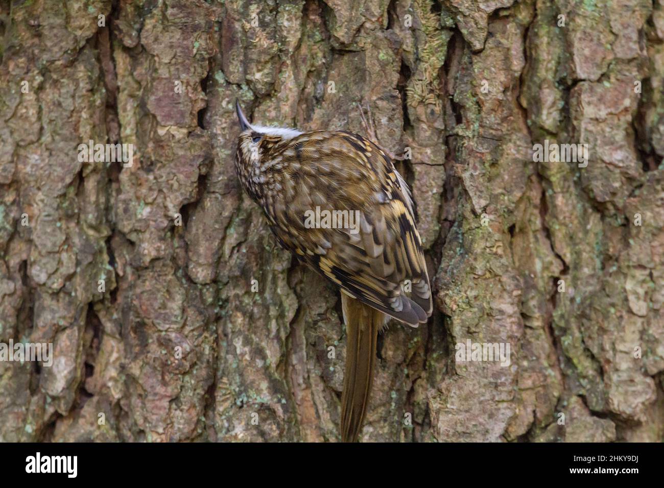 Tree creeper (Certhia familiaris) streaky brown above pale underparts ...