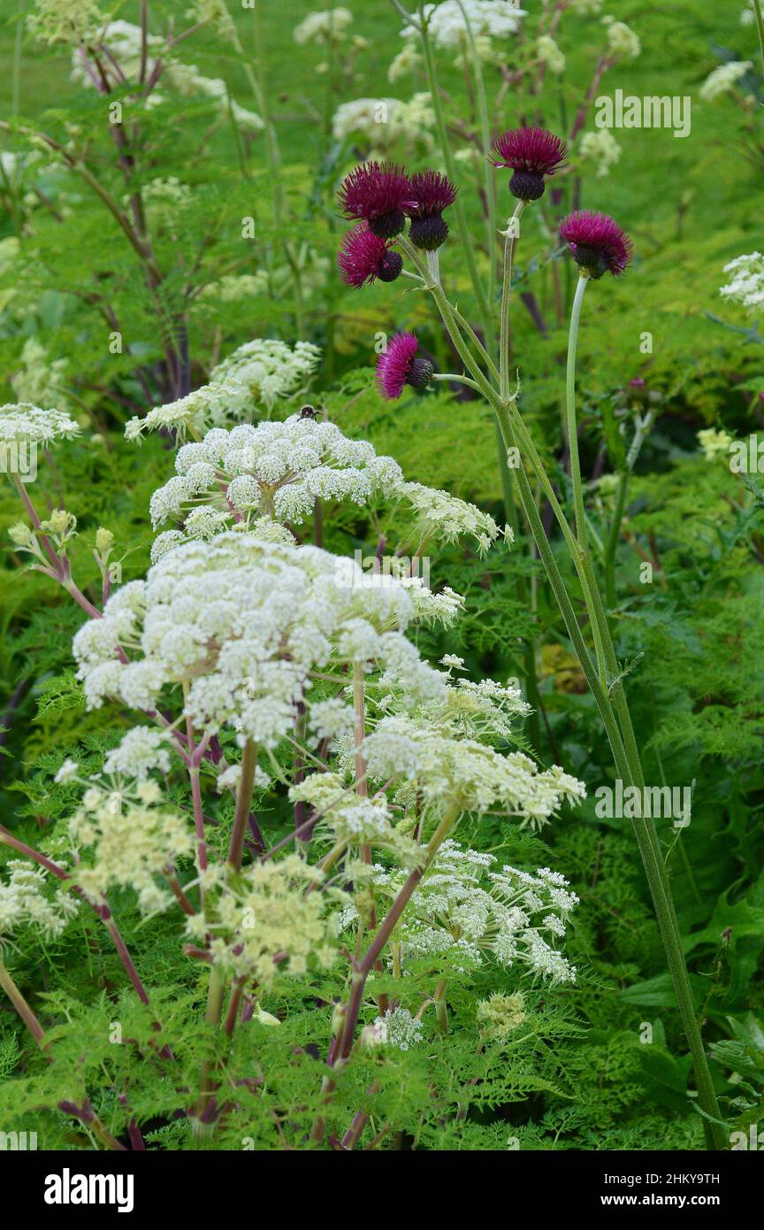 Red flowers of Cirsium rivulare with the white flowers of Selenium ...