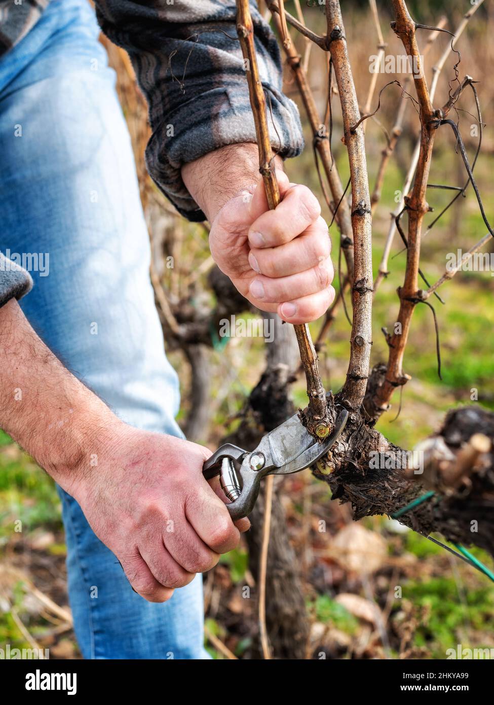 Close-up of a winegrower hand. Prune the vineyard with professional ...