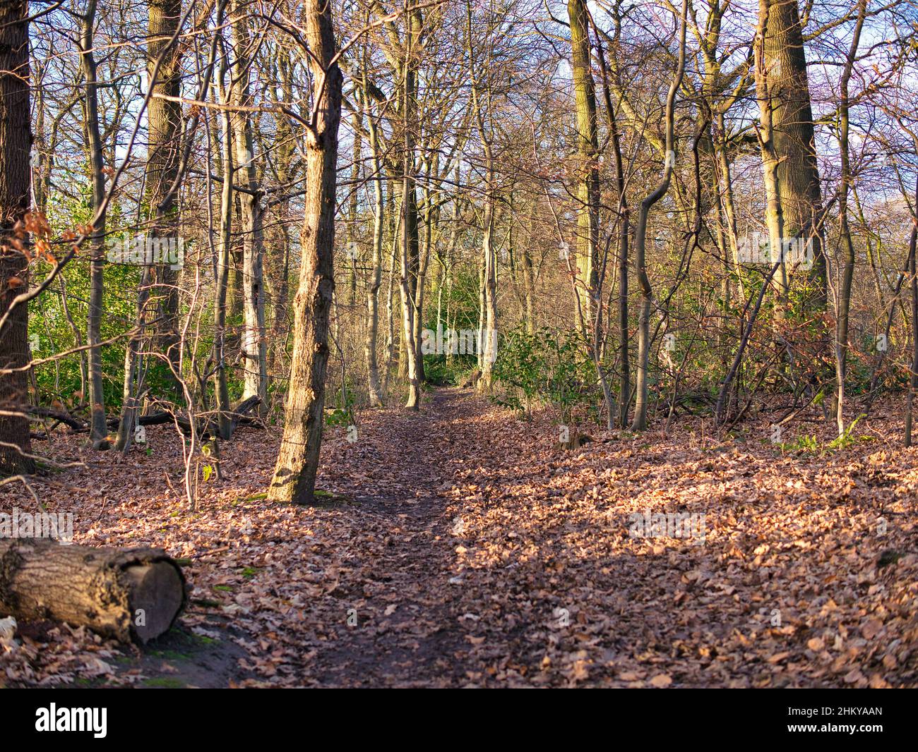 A muddy path through trees and fallen leaves in late afternoon winter ...