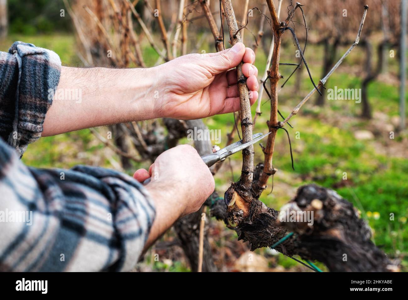 Close-up of a winegrower hand. Prune the vineyard with professional ...