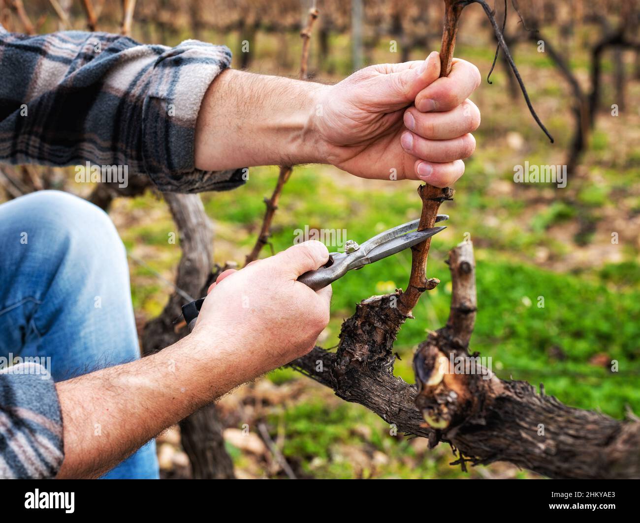 Close-up of a winegrower hand. Prune the vineyard with professional ...