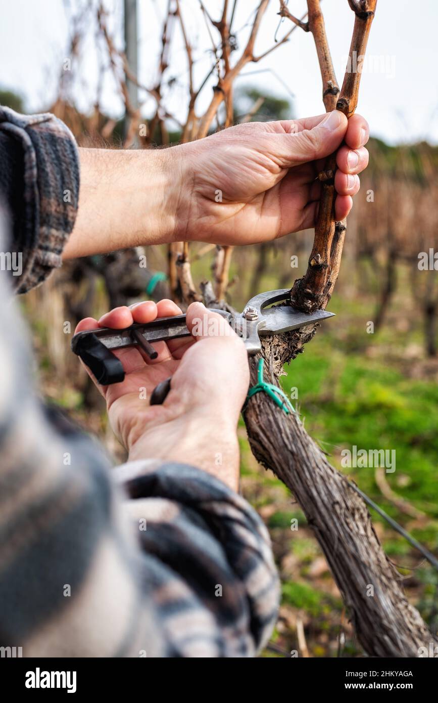 Close-up of a winegrower hand. Prune the vineyard with professional ...
