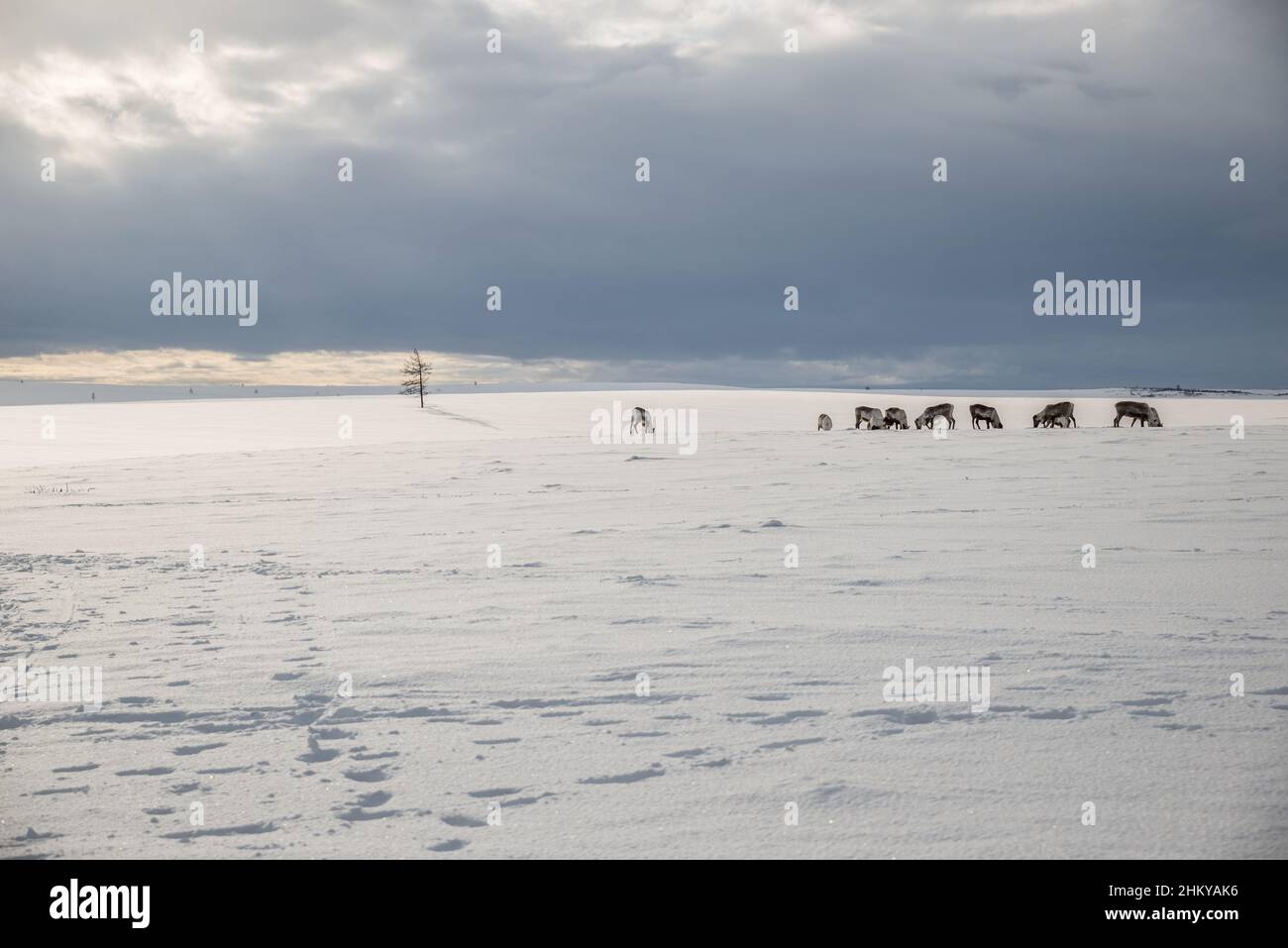 Reindeers of Nenets people in a snow-white tundra landscape. Yamalo ...
