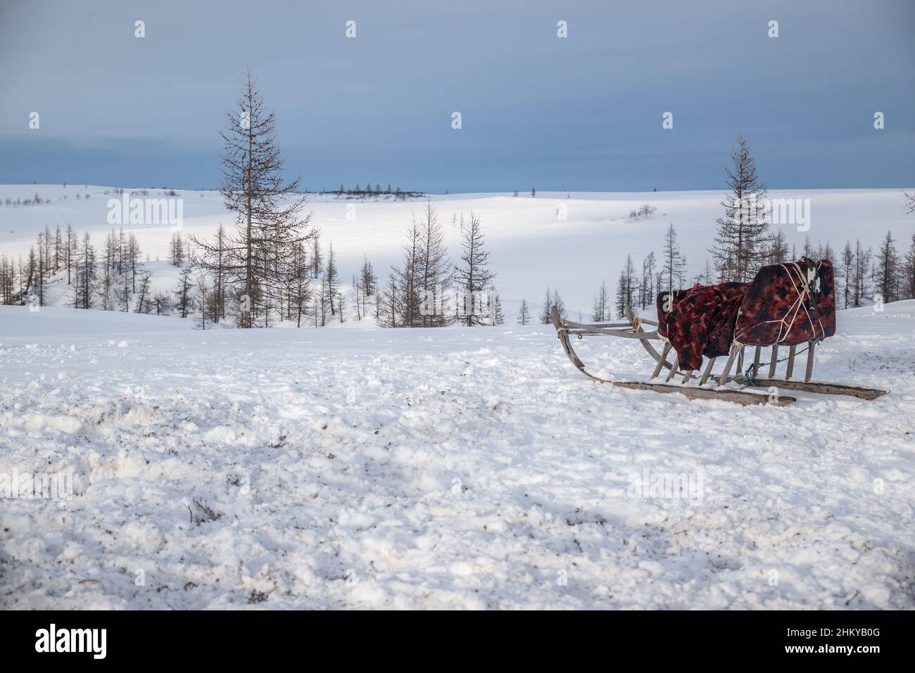 A Nenet wooden sled on a tundra landscape covered by snow. Yamalo ...