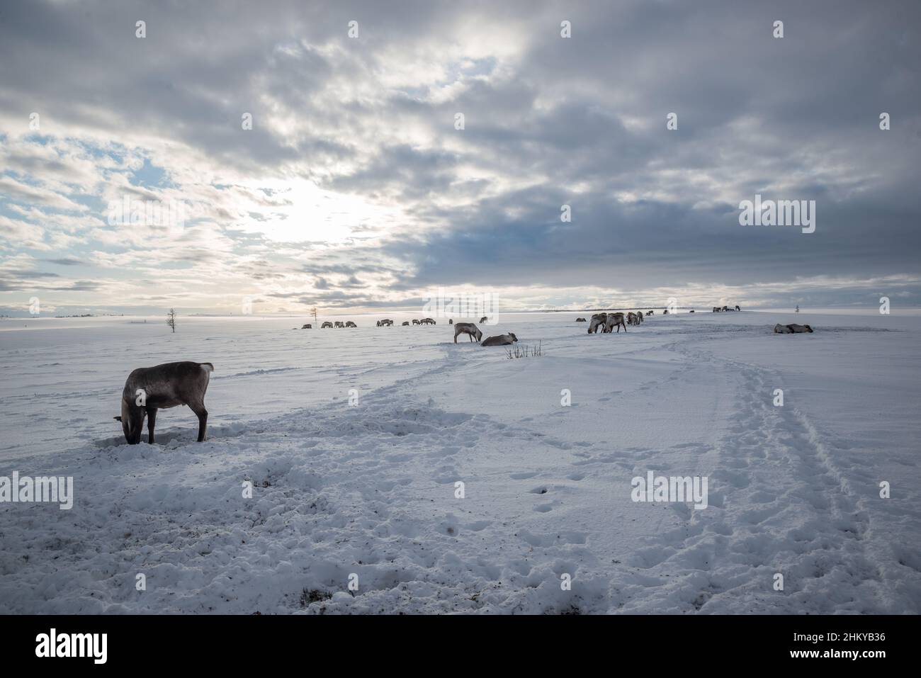 Reindeers of Nenet people on a snow-white tundra landscape. Yamalo ...