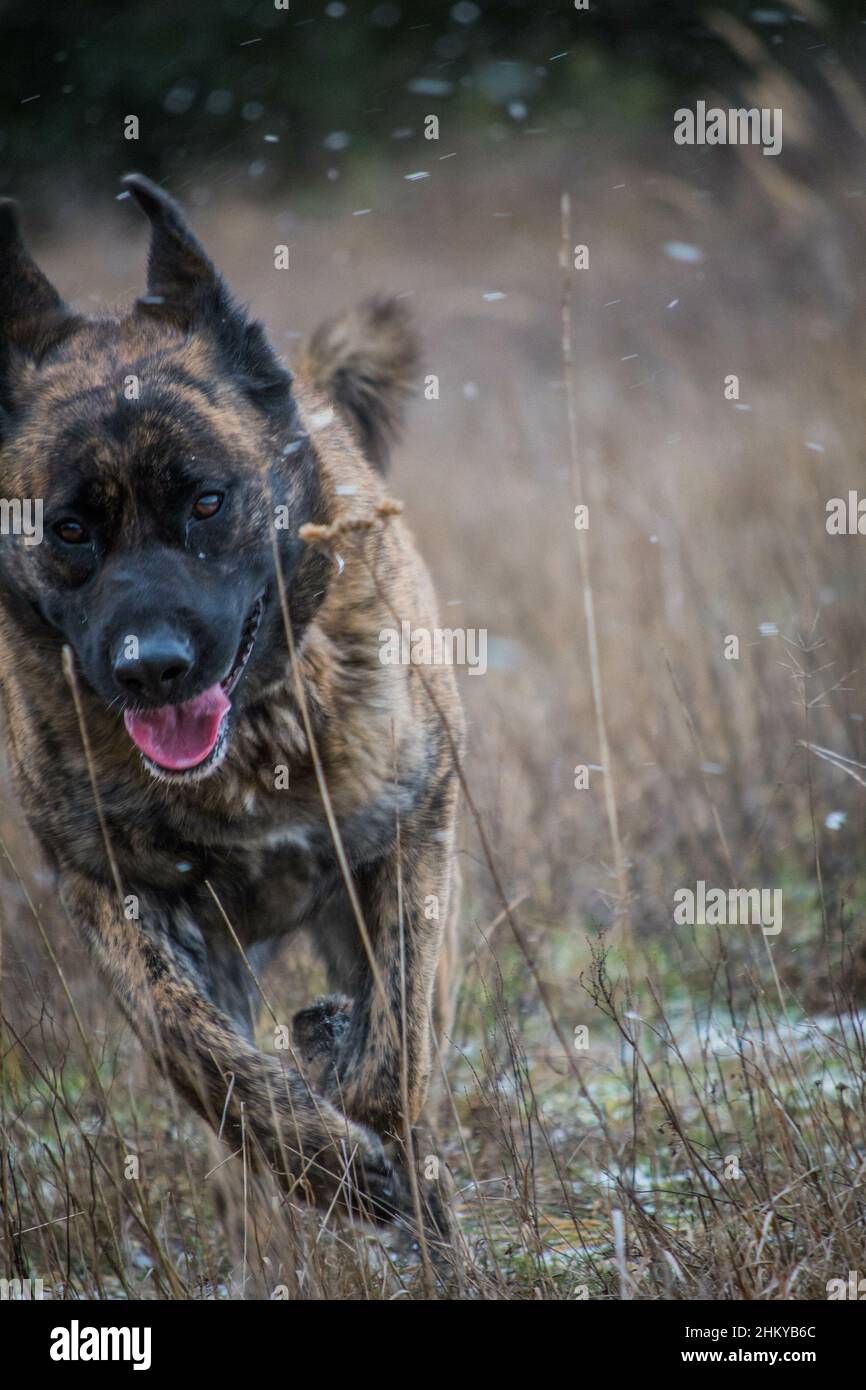 Big dog running in the field Stock Photo - Alamy