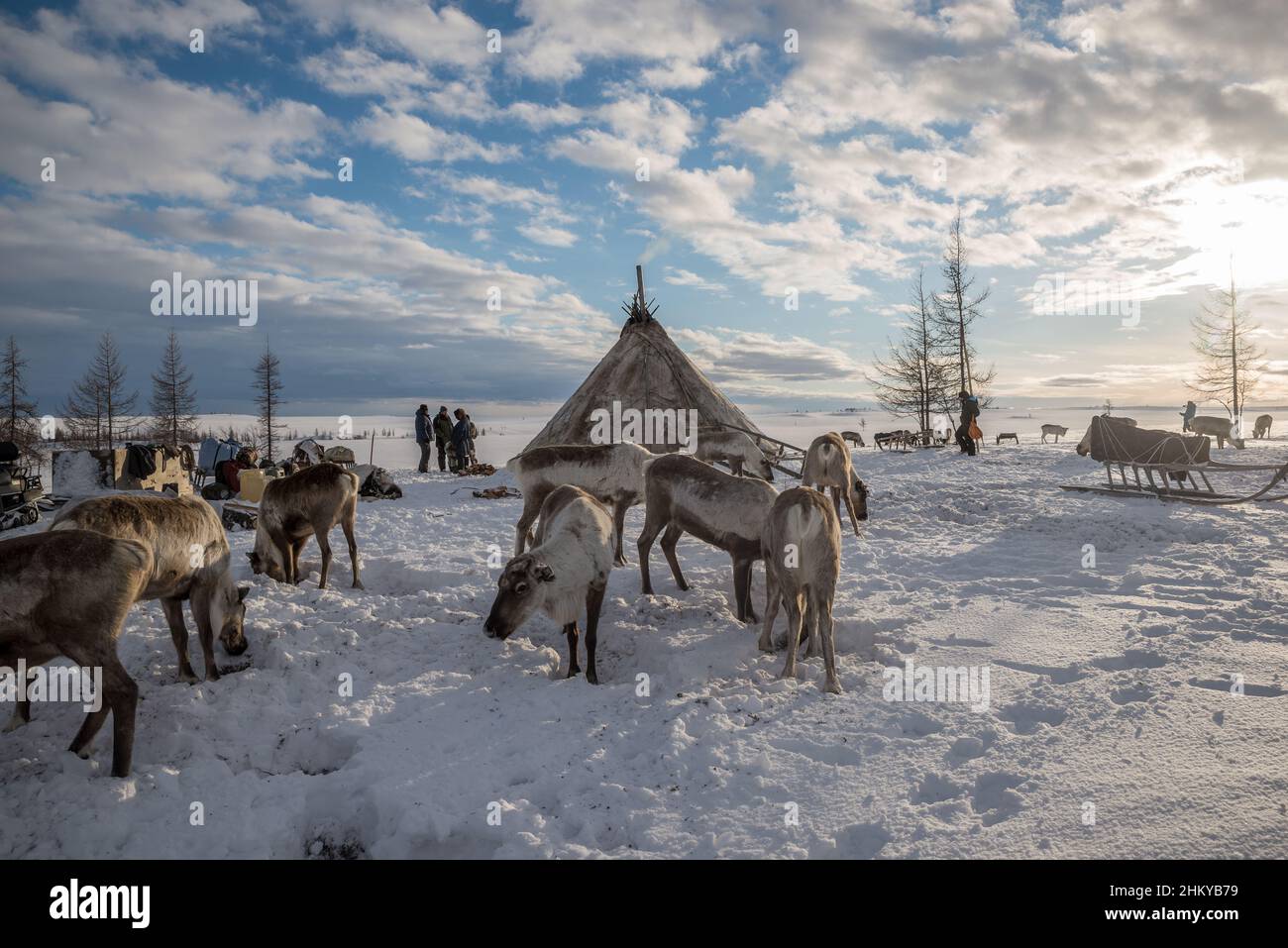 A herd of reindeers in a Nenet camp in a whitesnow tundra landscape ...