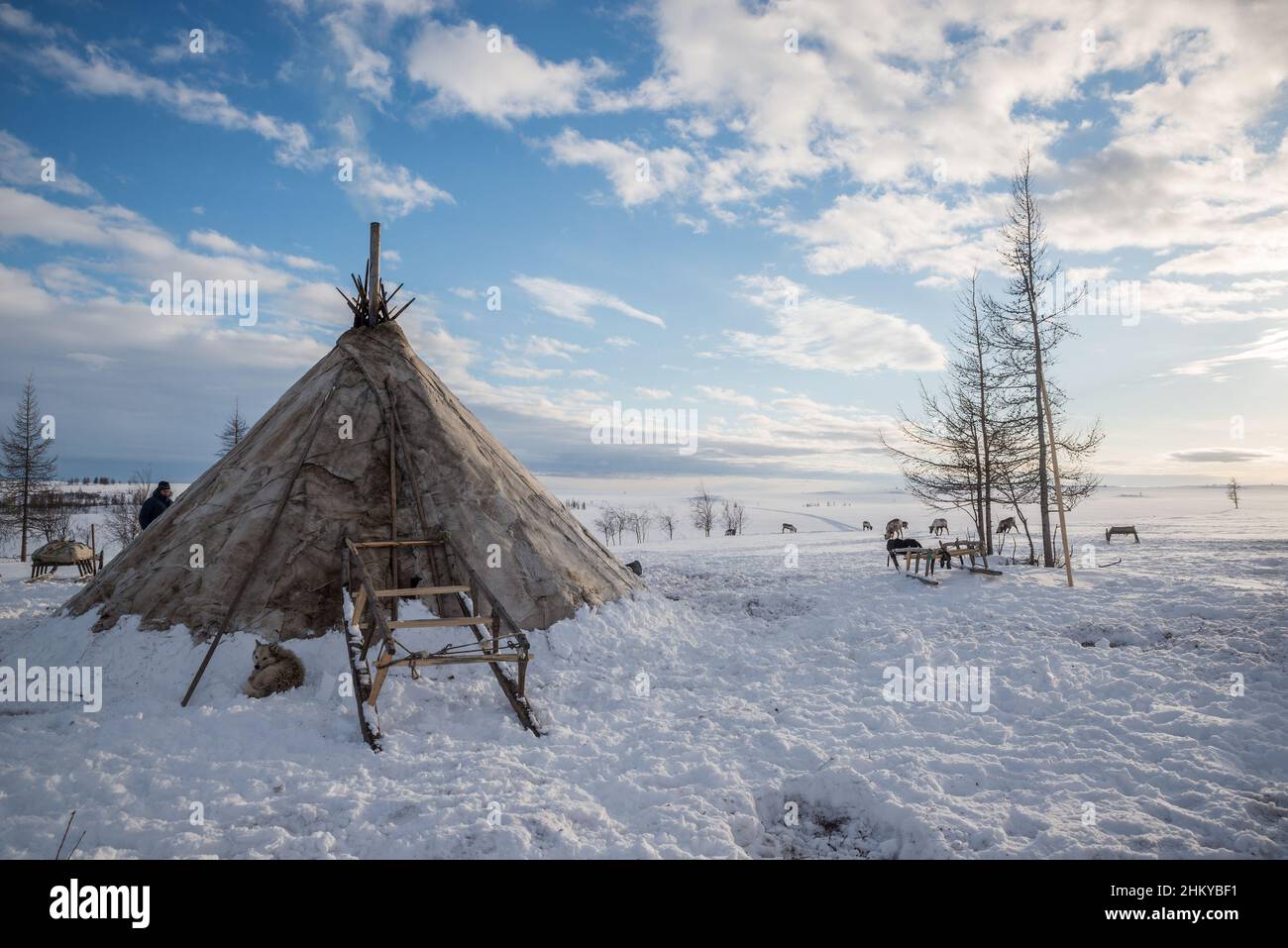 A Nenet chum (ten) in a snow-white tundra landscape. Yamalo-Nenets ...