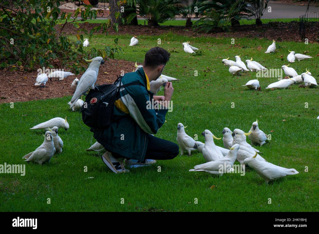 Sydney Australia, man kneeling among a flock of cockatoo's Stock Photo ...