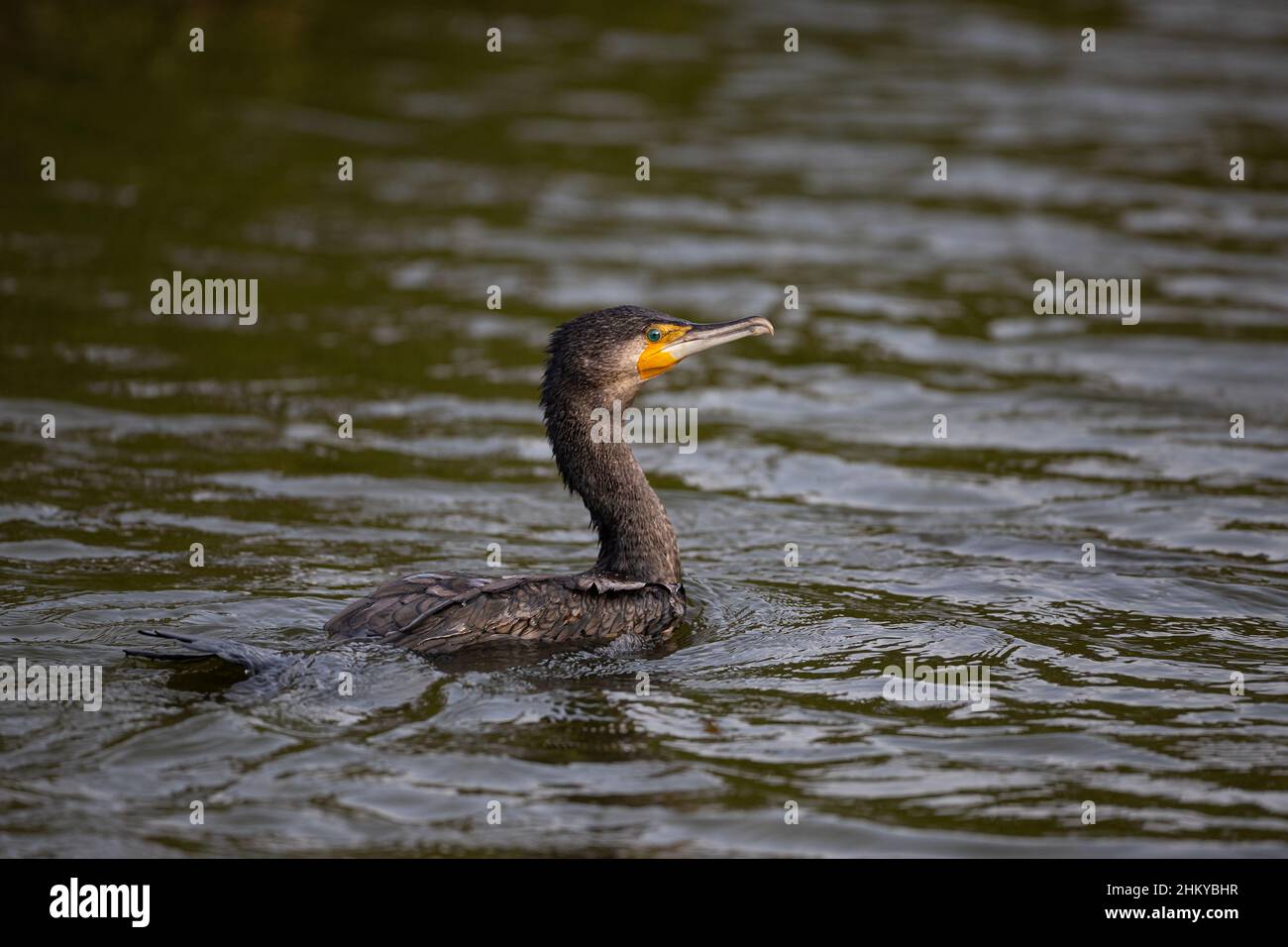 Cormorant fishing in a river Stock Photo - Alamy