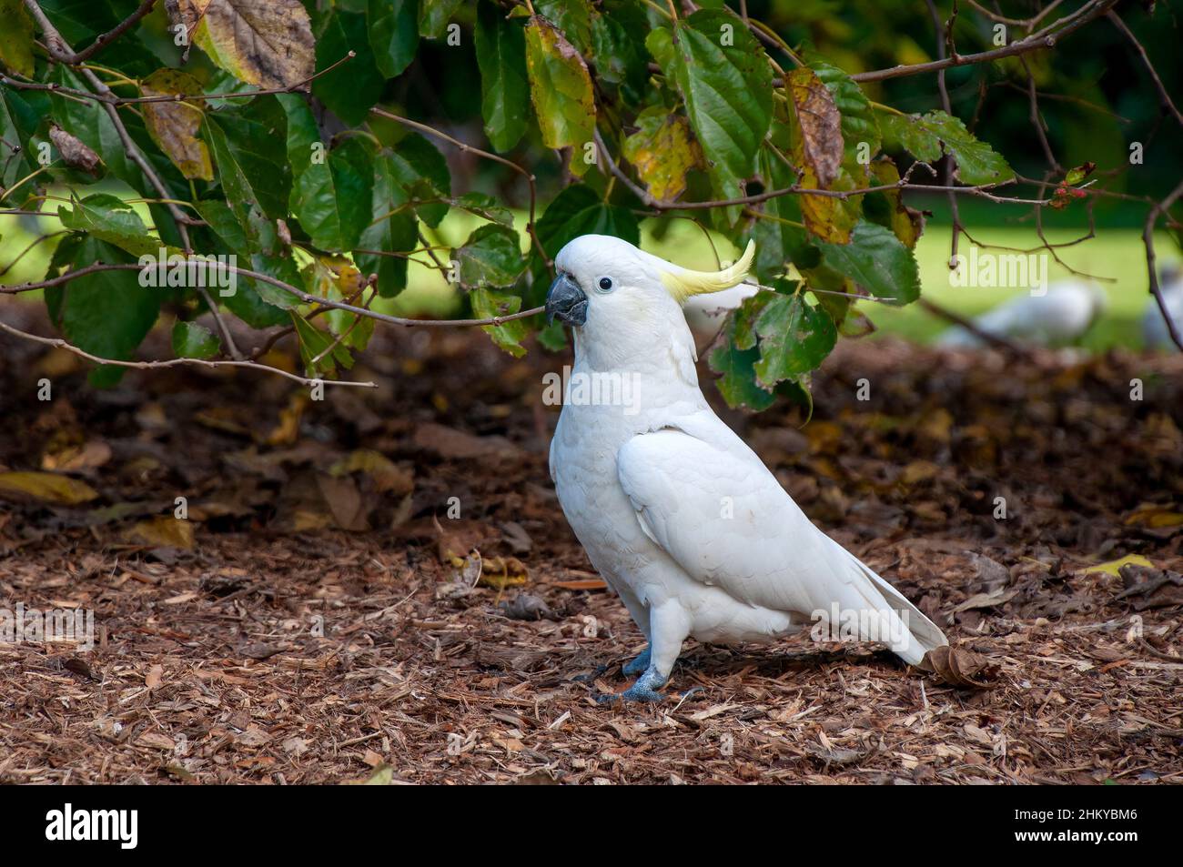 Sydney Australia, sulphur-crested cockatoo standing in garden Stock ...