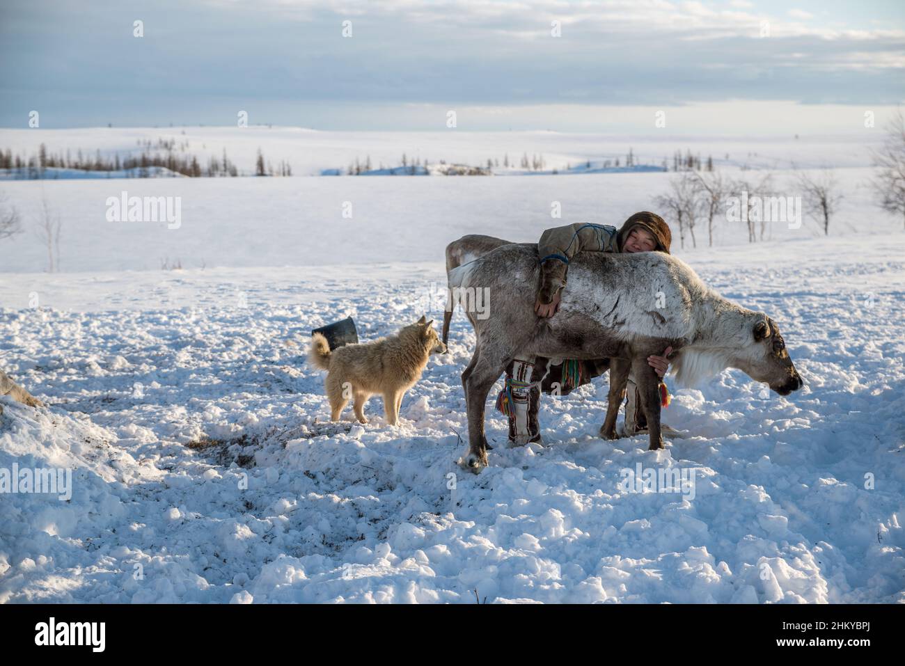 A Nenet young man capturing a reindeer in a snow-white tundra landscape ...