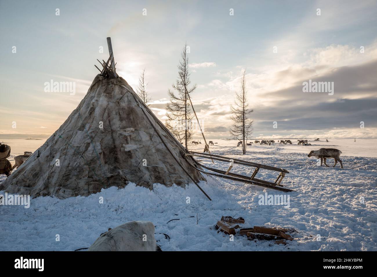 A Nenet chum (tent covered with reindeer skins) in a snow-white tundra ...