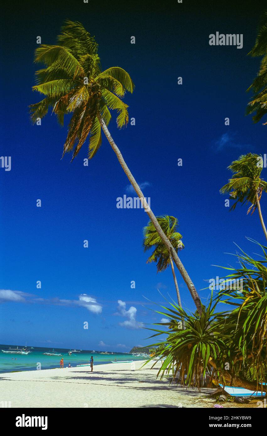 Overhanging palm trees at White Beach on Boracay Island in the Western ...