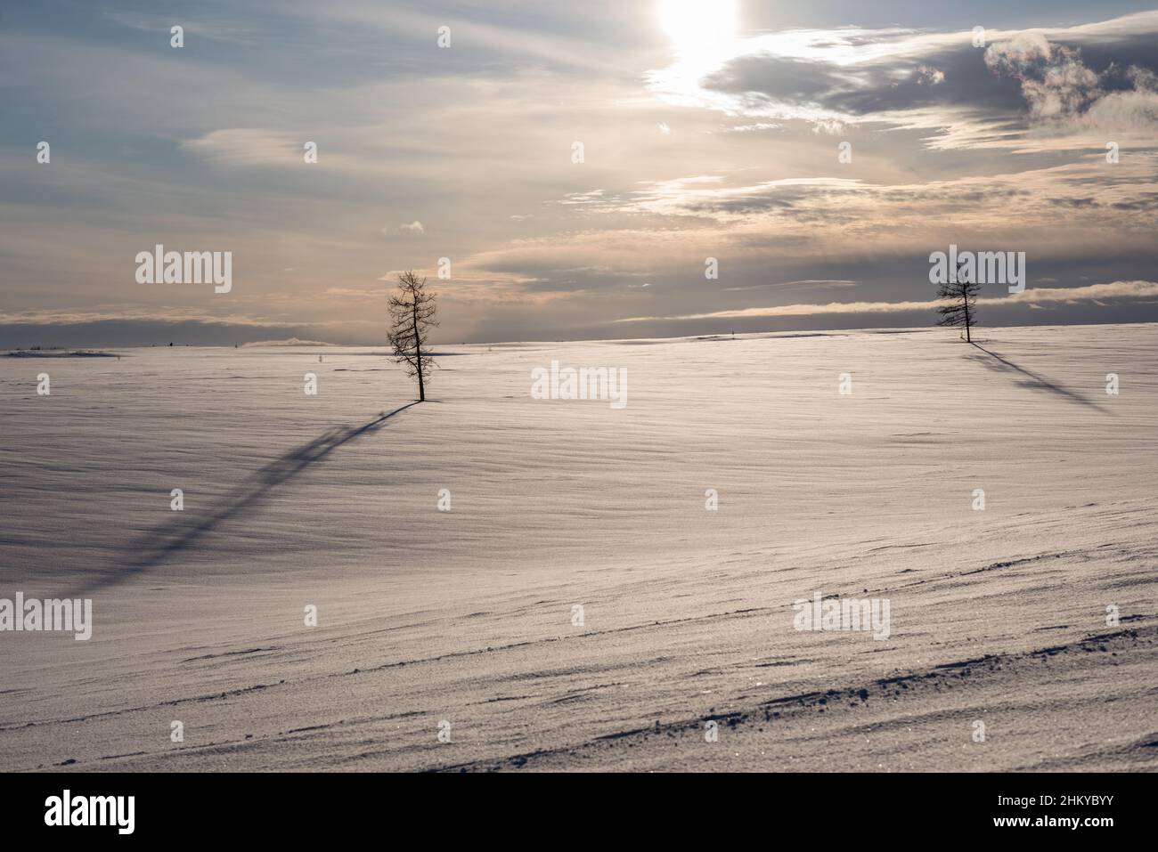 Solitary trees in a snow-white tundra landscape. Yamalo-Nenets ...