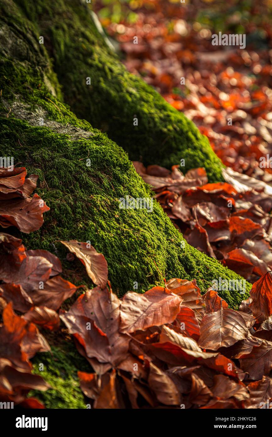 Tree roots among the autumn leaves, nature background in Austrian woods ...