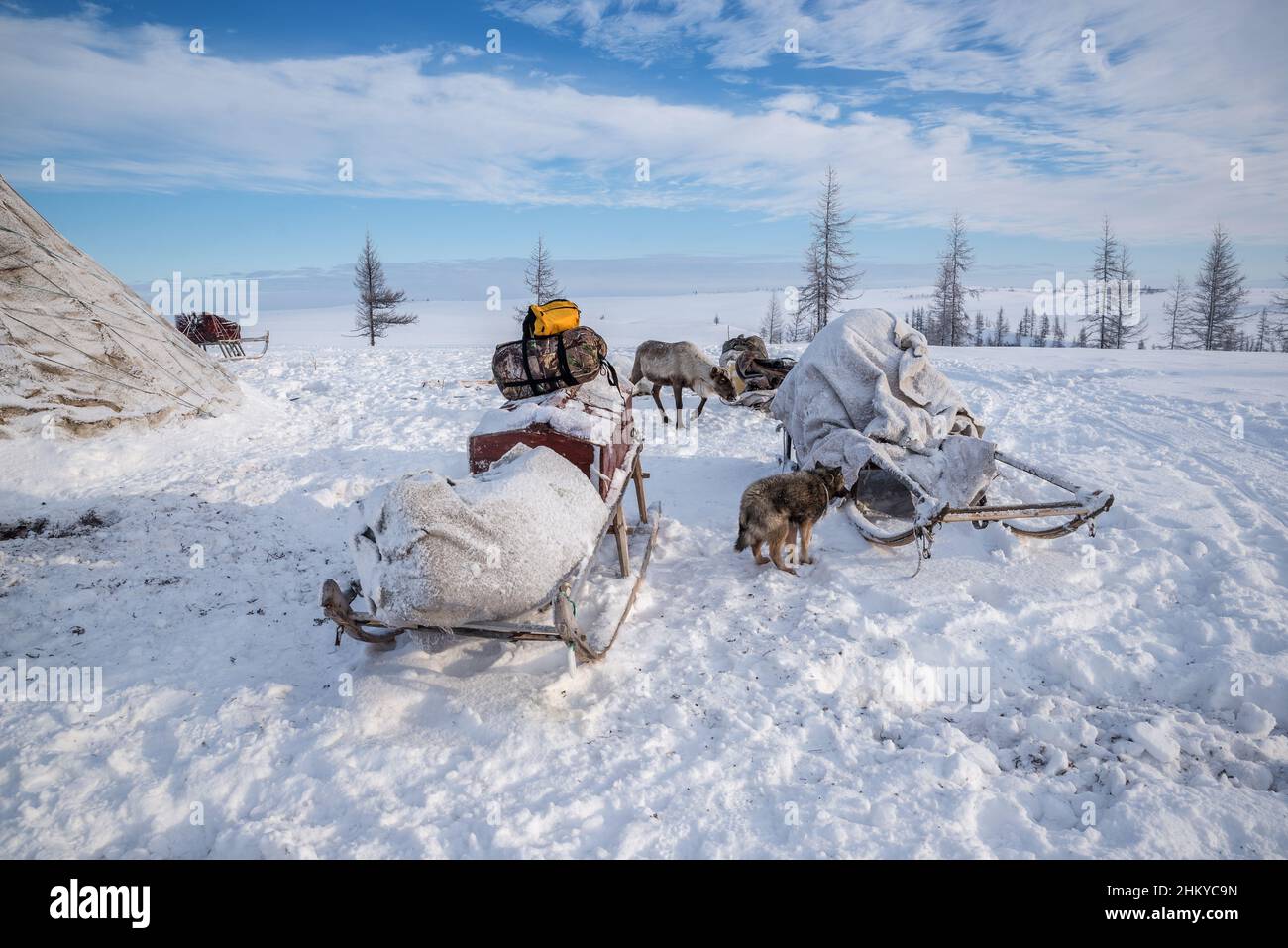 Wooden sleds in front of a Nenet chum (tent covered with reindeer skins ...
