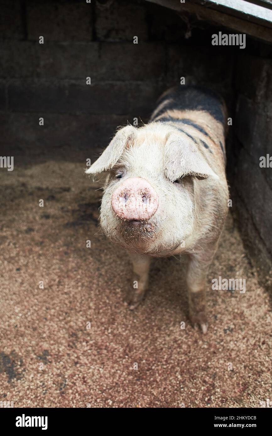 Big, domestic pig on organic farm in the barn. Domestic pig. Fattening ...