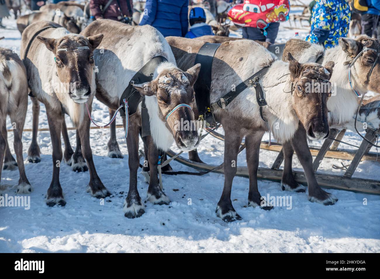 Reindeer winter sleds hi-res stock photography and images - Alamy