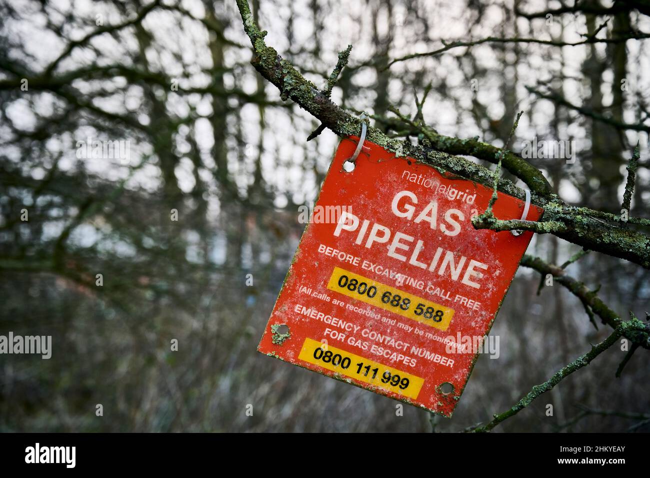 Gas pipeline label attached to branch of tree in woodland Stock Photo ...