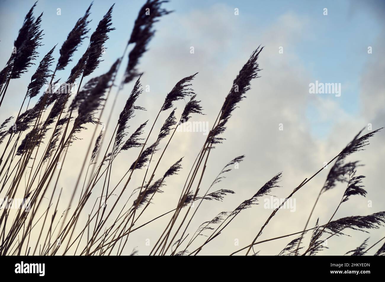 Pond reeds blowing in the wind Stock Photo - Alamy