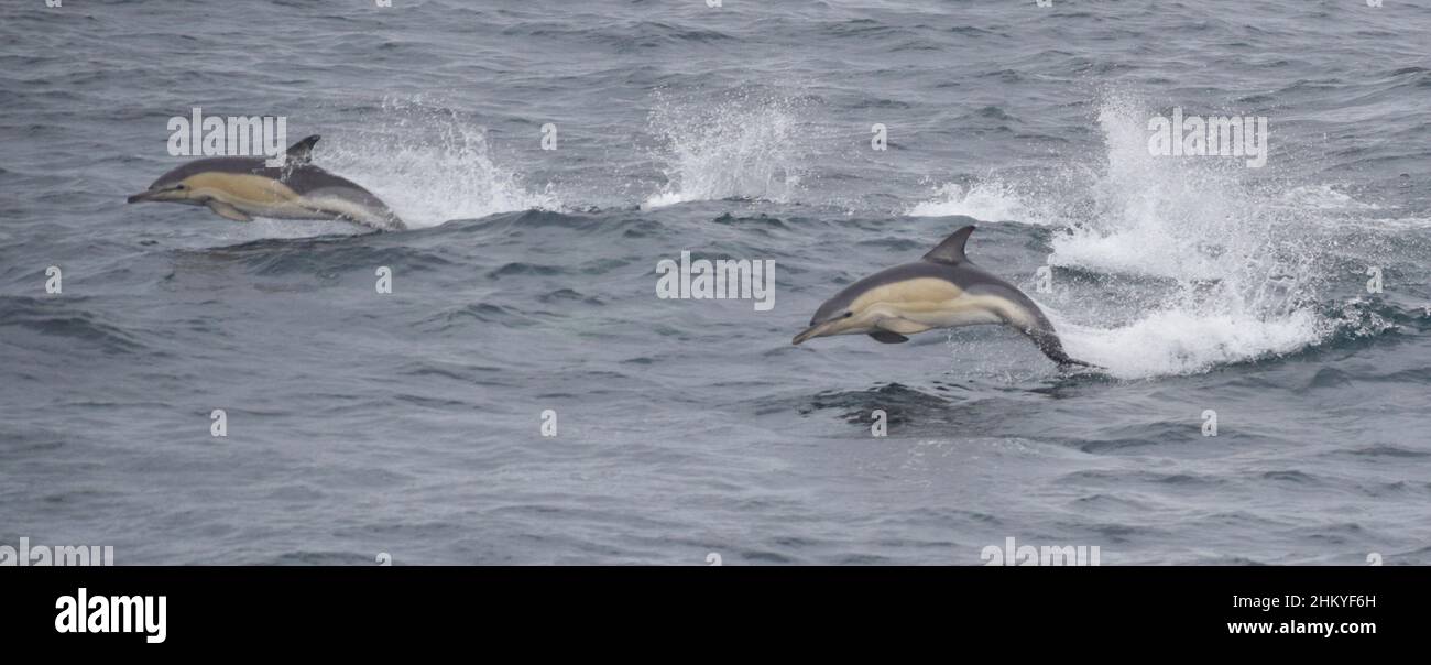 Common dolphins leaping out of the water near the Isles of Scilly, UK ...