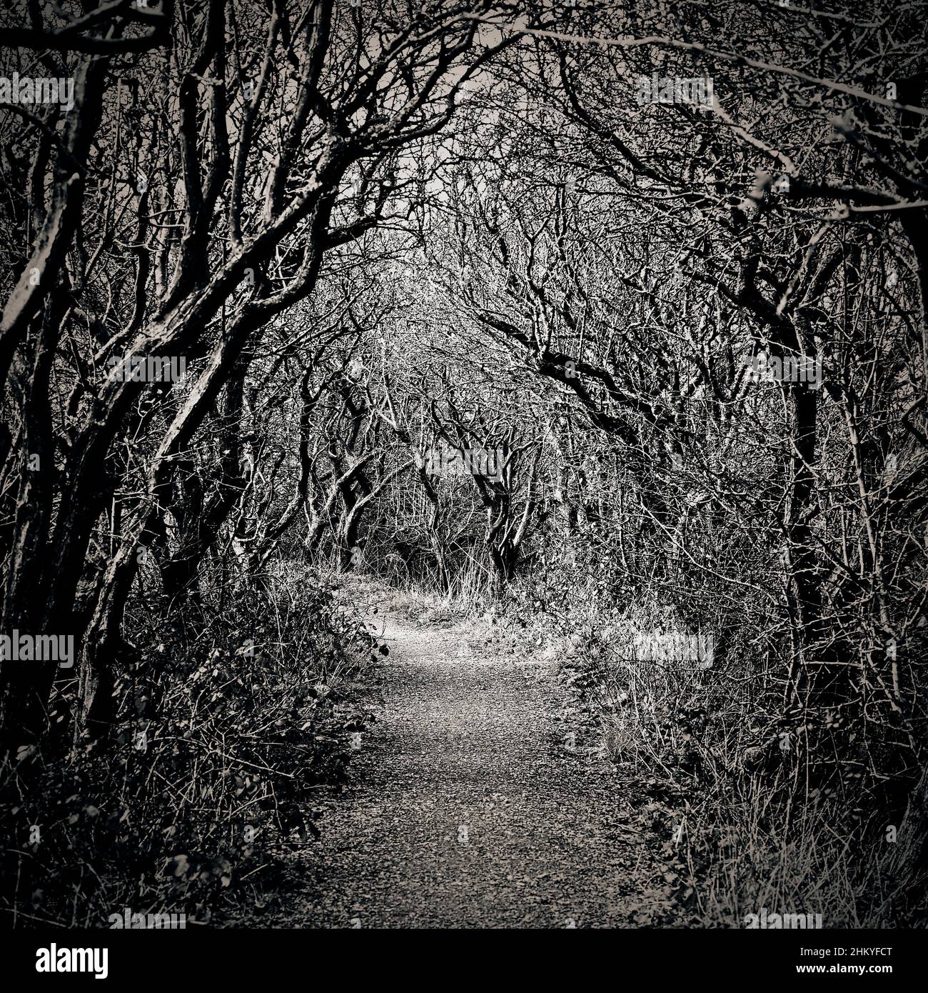 Old gnarled trees hi-res stock photography and images - Alamy