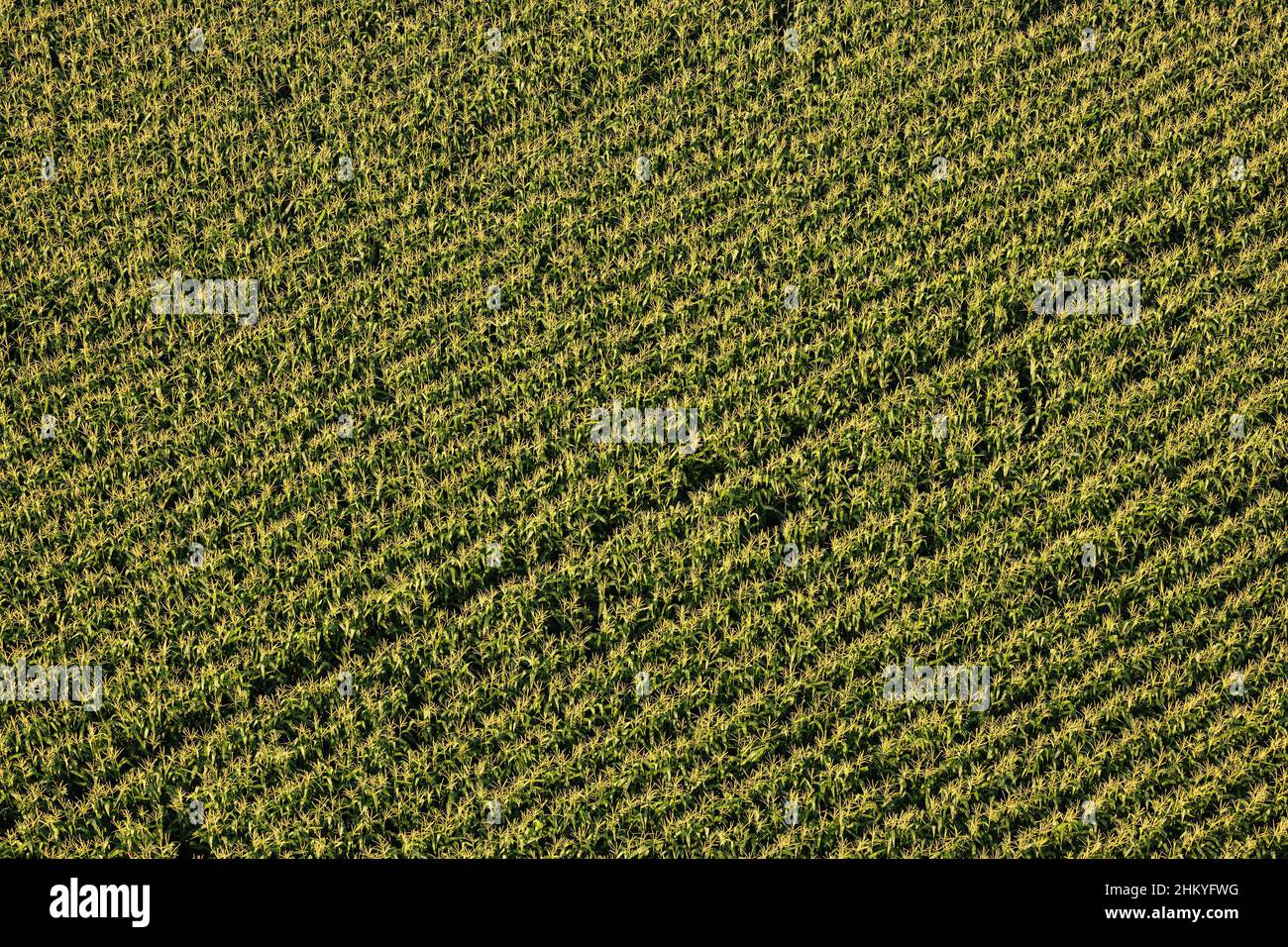 Aerial view of a field of corn from hot air balloon Stock Photo - Alamy