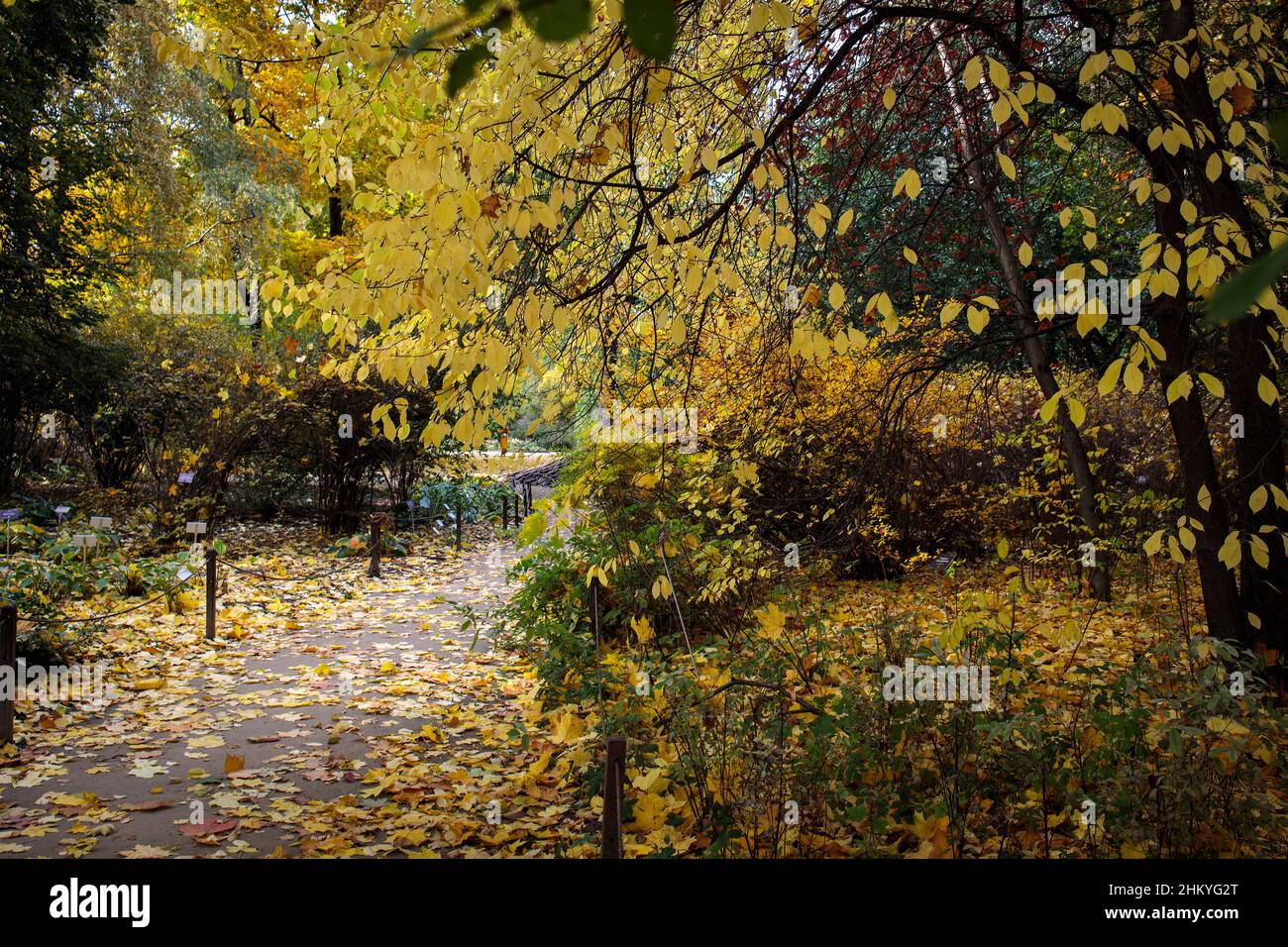 Forest elm trees in fall hi-res stock photography and images - Alamy