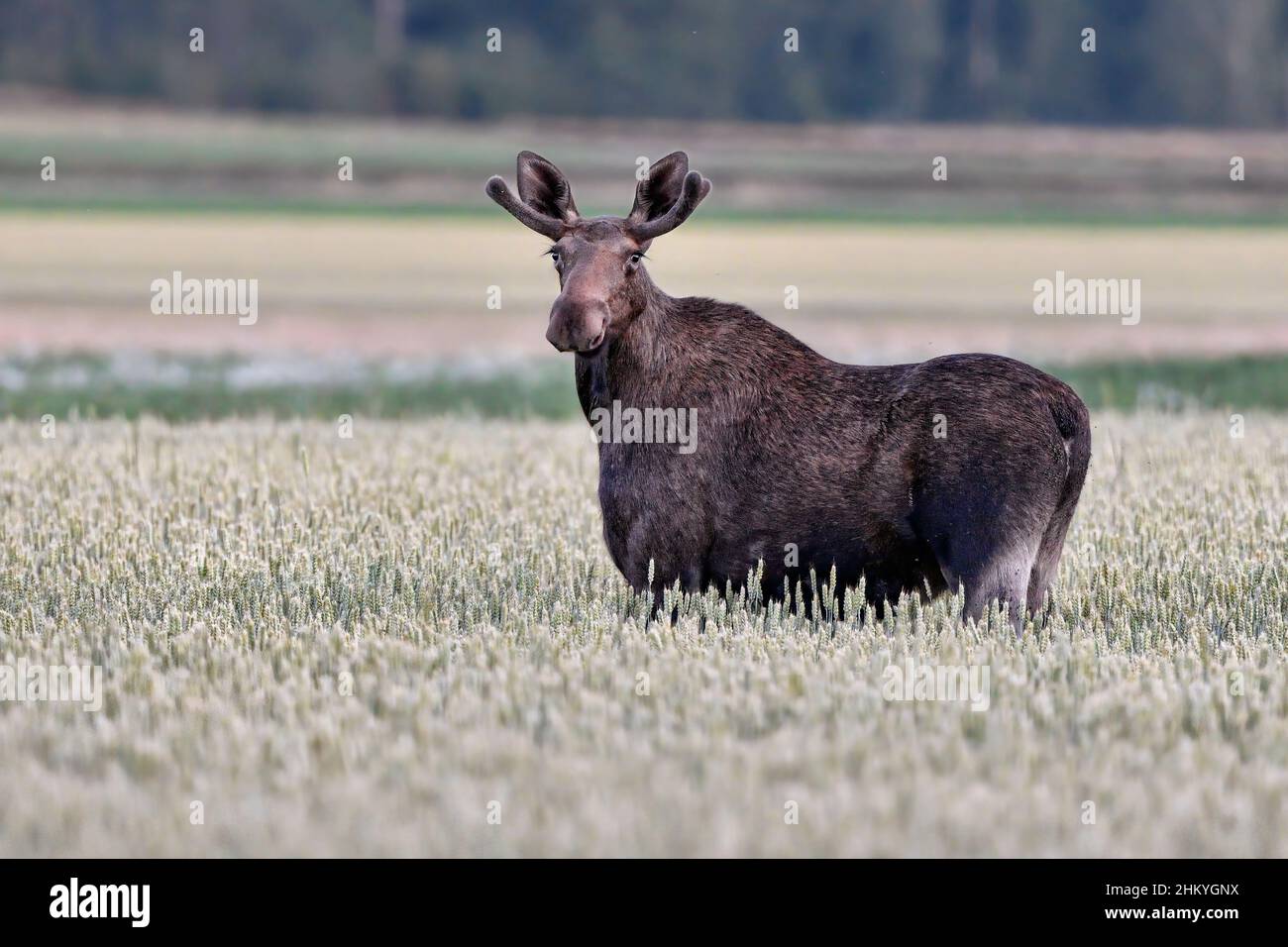Young male moose hi-res stock photography and images - Alamy