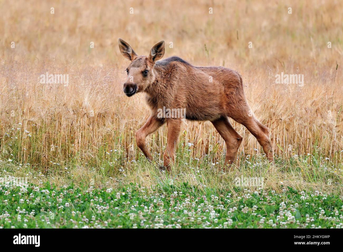 Young Moose is enjoying of the crop field buffet Stock Photo - Alamy