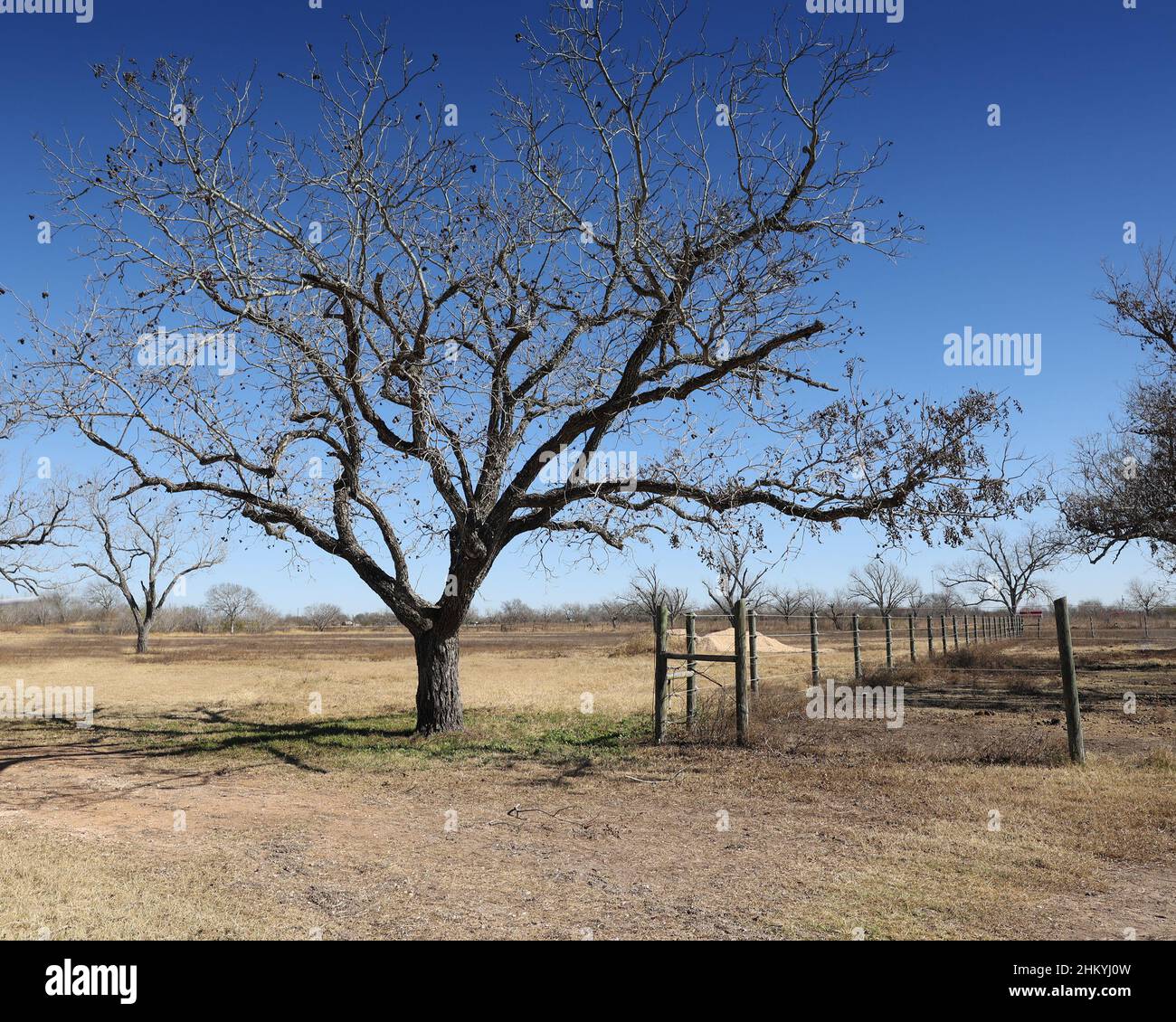 Pecan tree in a dry field in Texas, USA Stock Photo - Alamy